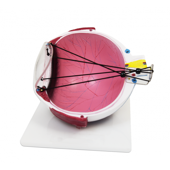 Astigmatism Eye Model | Optical & Ophthalmic Solutions Singapore | Vitop